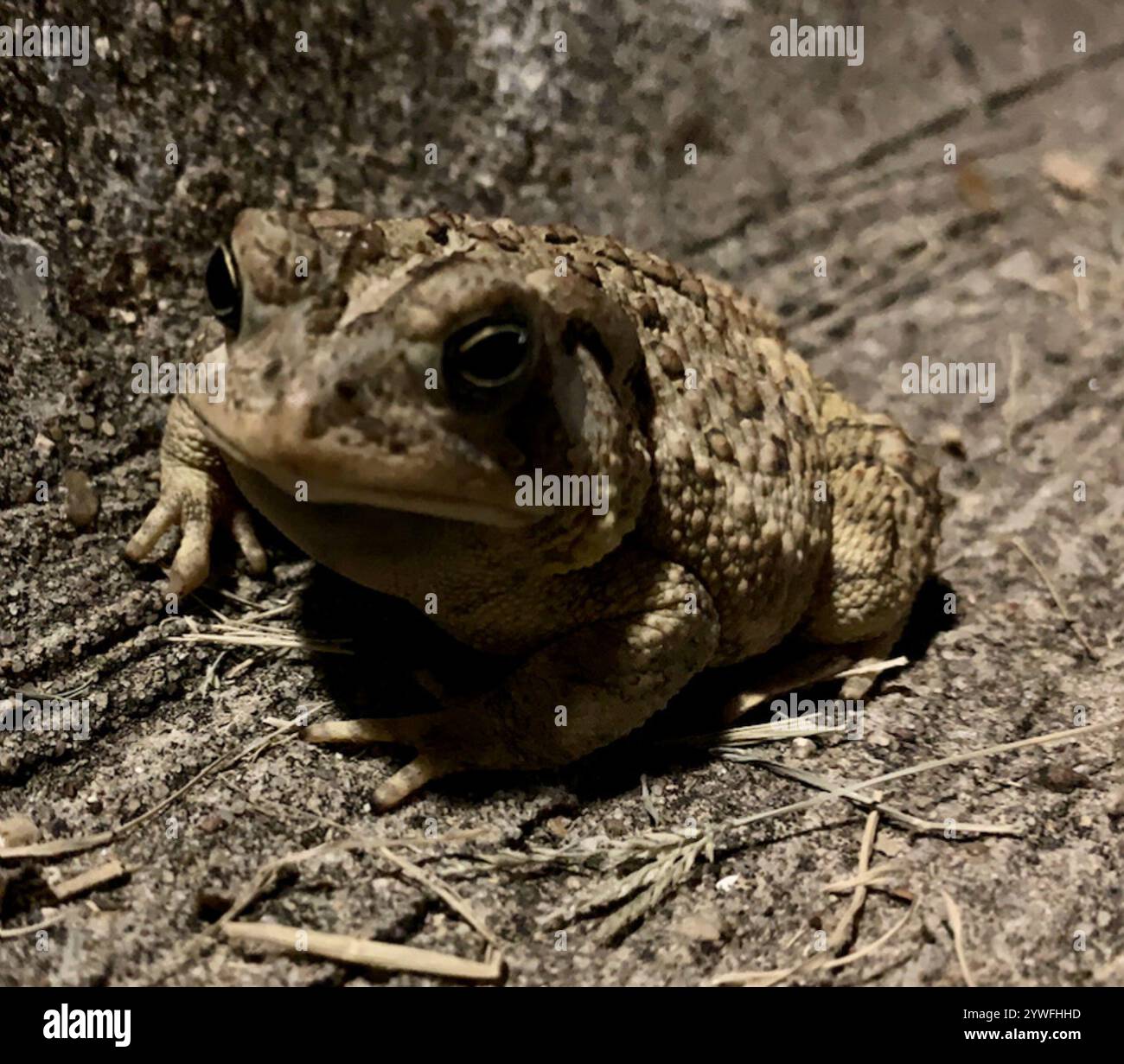 Gulf Coast Toad (Incilius nebulifer Stock Photo - Alamy