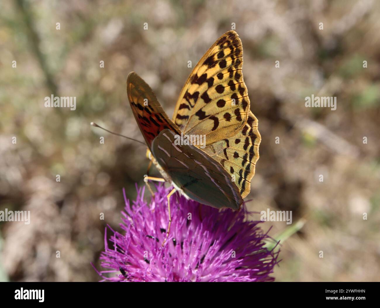 Cardinal Butterfly (Argynnis pandora Stock Photo - Alamy