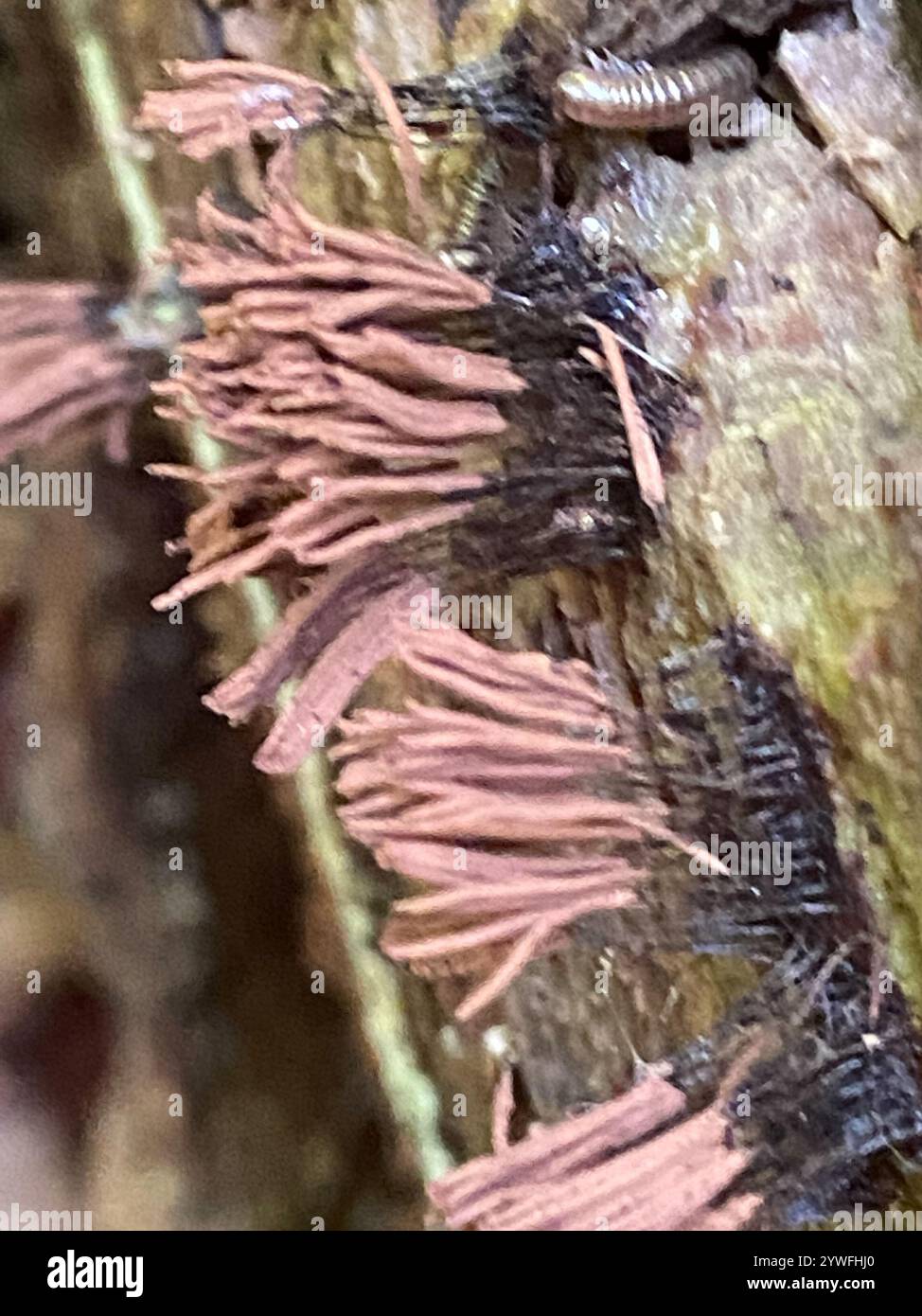 chocolate tube slime (Stemonitis splendens Stock Photo - Alamy