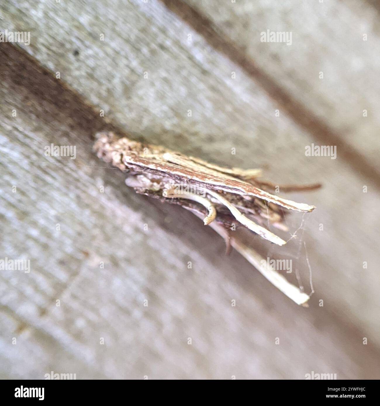 Common Bagworm Moth (Psyche casta Stock Photo - Alamy