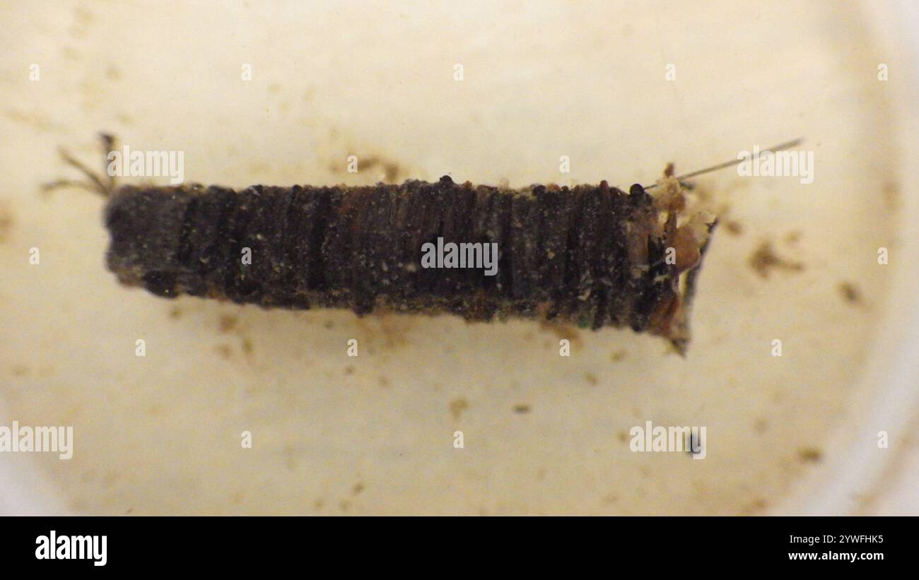Humpless Casemaker Caddisflies (Brachycentridae Stock Photo - Alamy