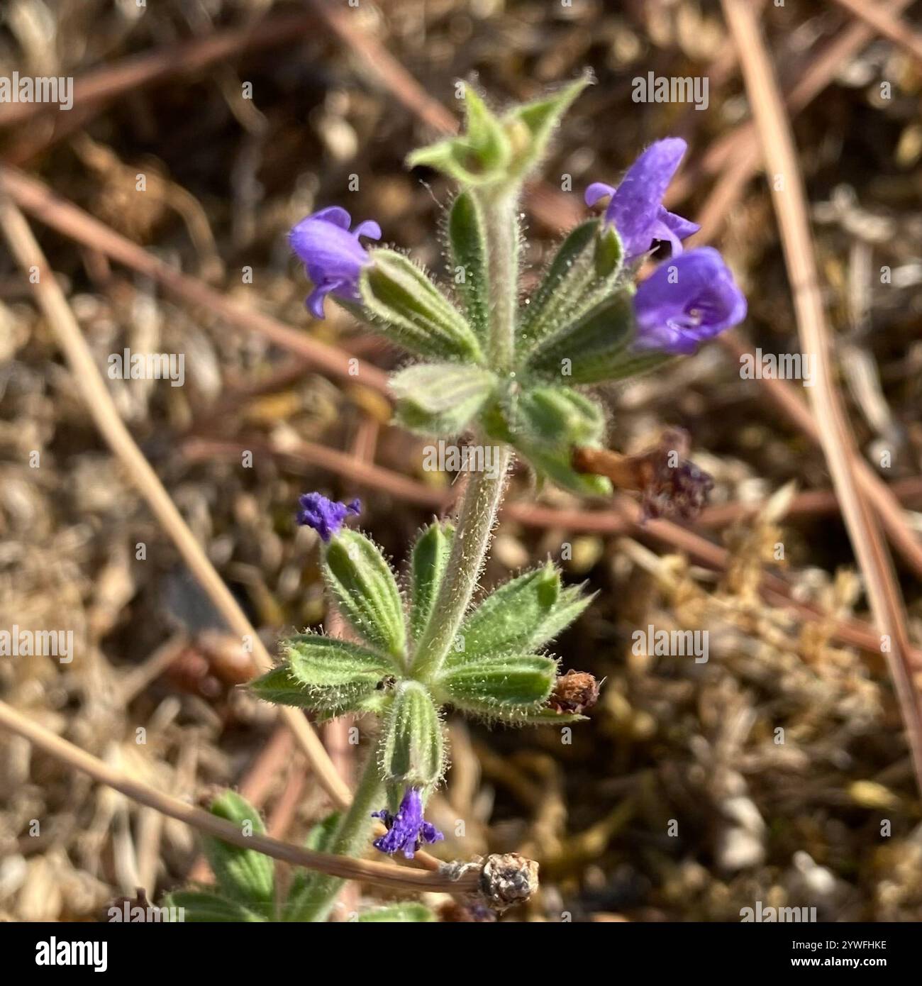 wild clary (Salvia verbenaca Stock Photo - Alamy
