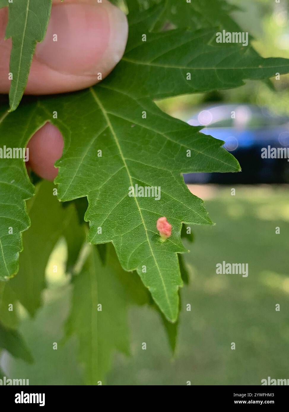 Maple Bladdergall Mite (Vasates quadripedes Stock Photo - Alamy
