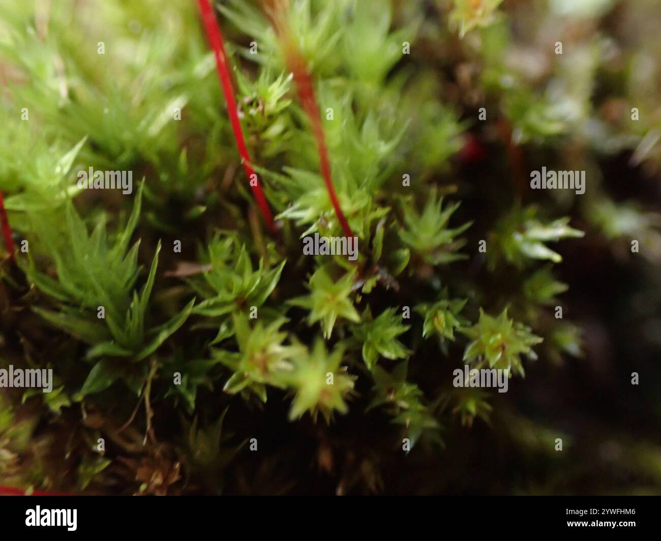 Long-leaved Thread Moss (Ptychostomum pseudotriquetrum Stock Photo - Alamy