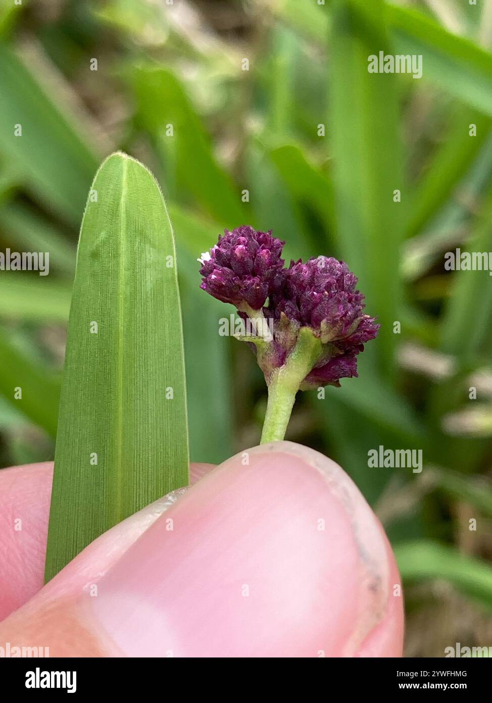 turkey tangle frogfruit (Phyla nodiflora Stock Photo - Alamy