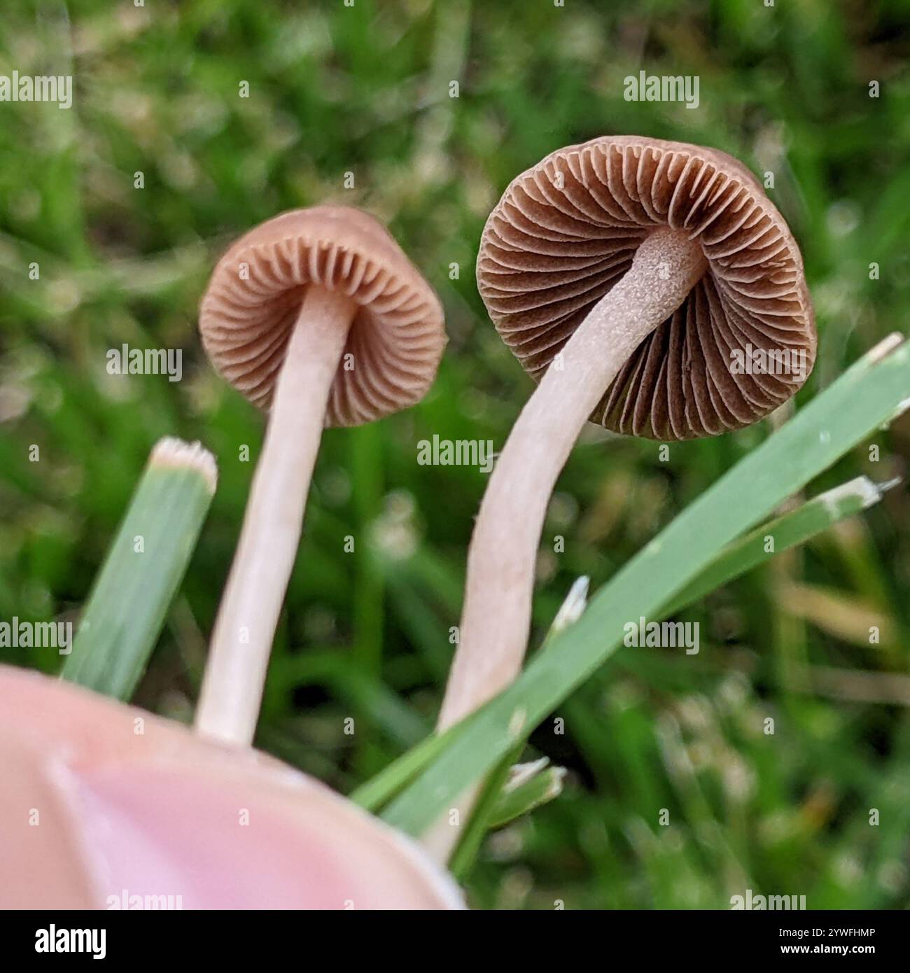 Mower's Mushroom (Panaeolus foenisecii Stock Photo - Alamy