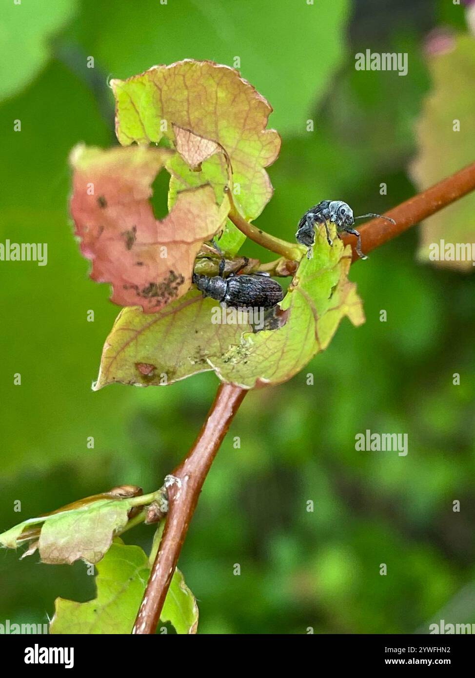 Common Leaf Weevil (Phyllobius pyri Stock Photo - Alamy