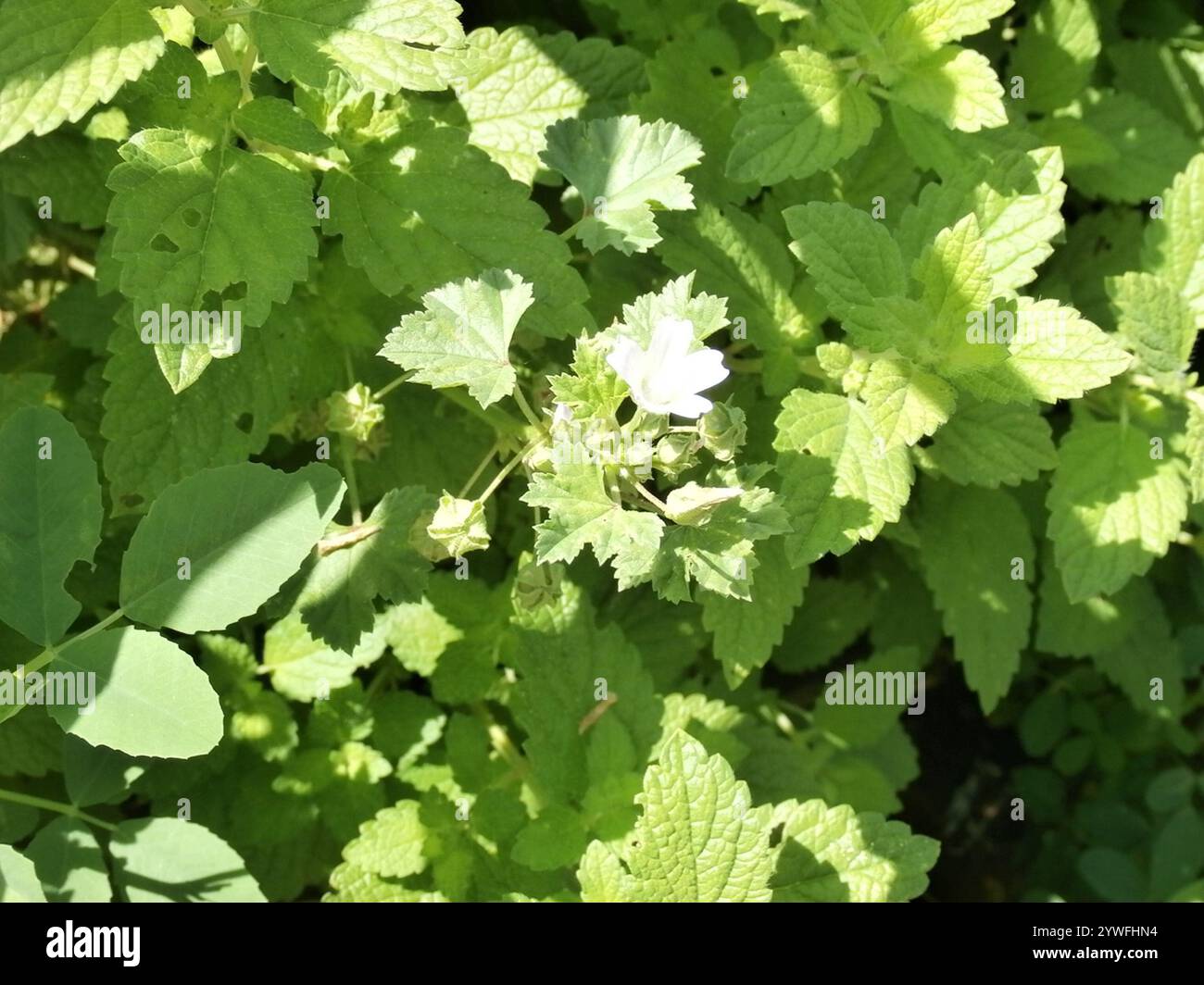 dwarf mallow (Malva neglecta Stock Photo - Alamy