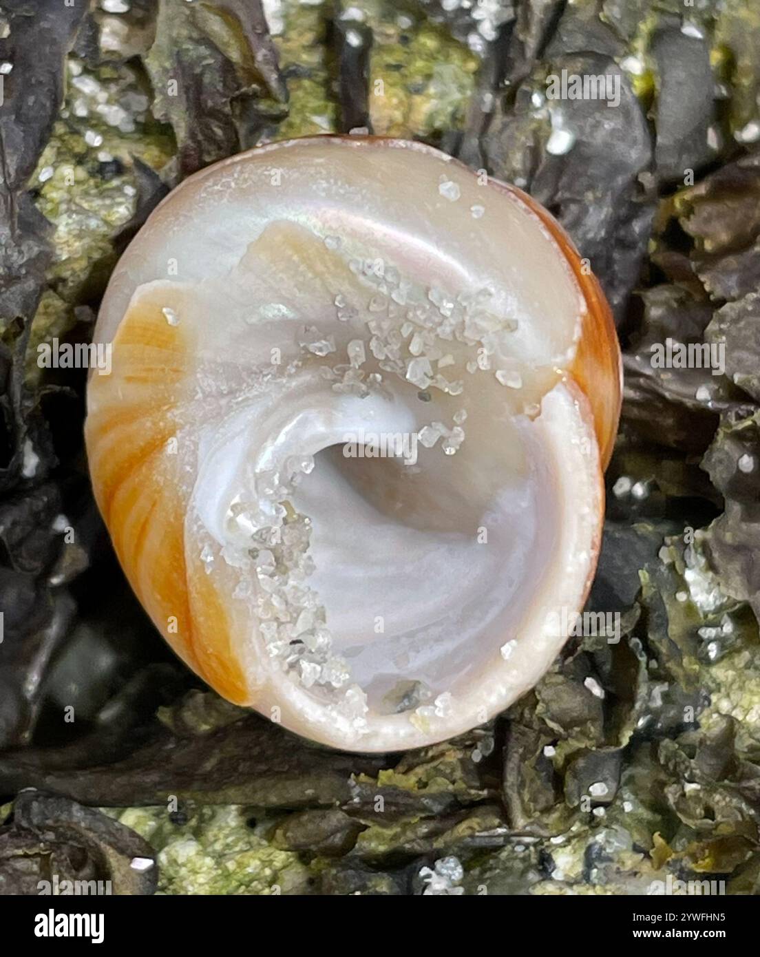 Tegula brunnea hi-res stock photography and images - Alamy