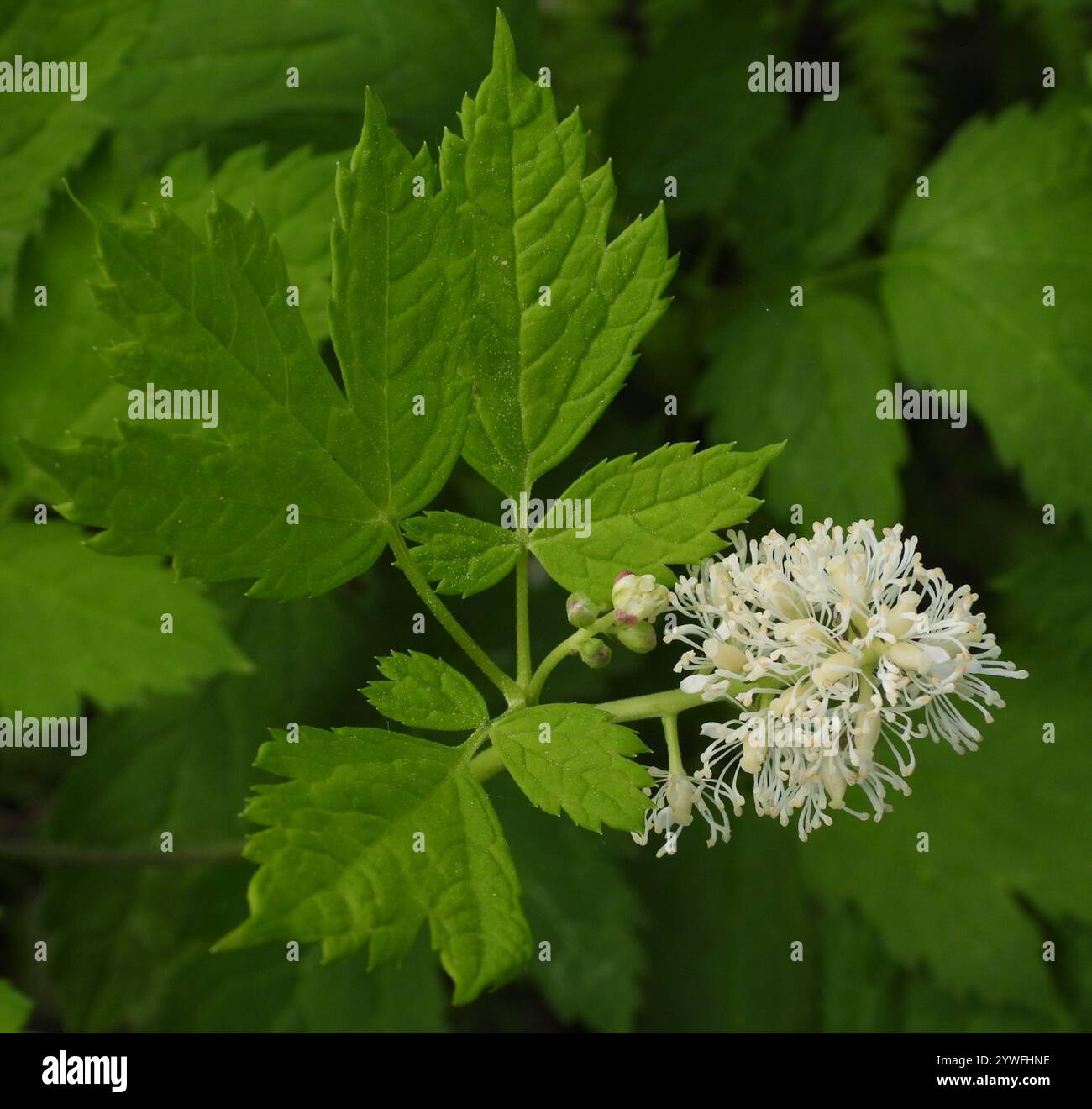 Eurasian baneberry (Actaea spicata Stock Photo - Alamy