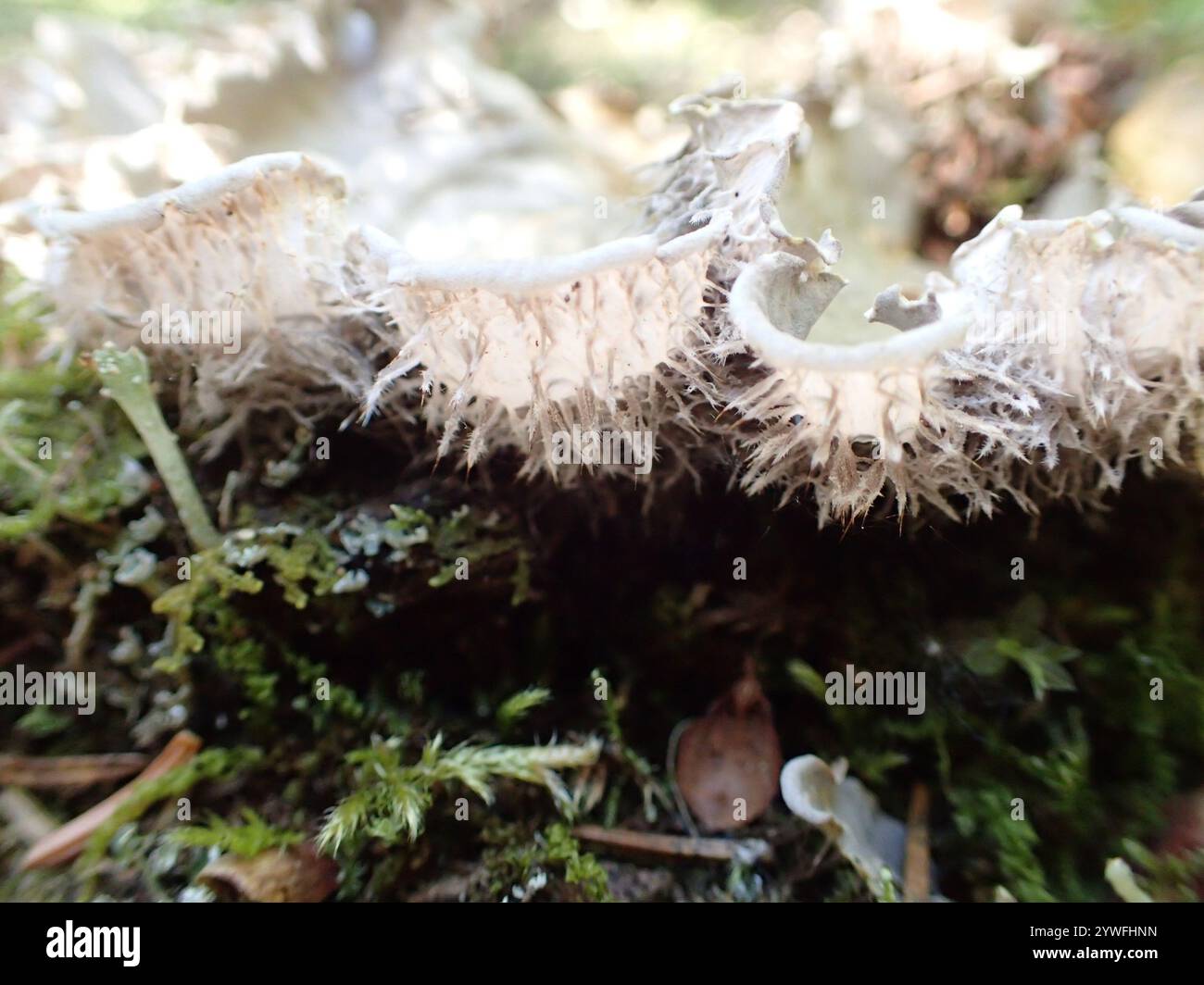 dog pelt lichen (Peltigera canina Stock Photo - Alamy