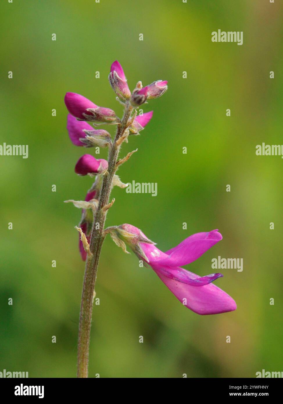 Hedysarum hedysaroides hi-res stock photography and images - Alamy