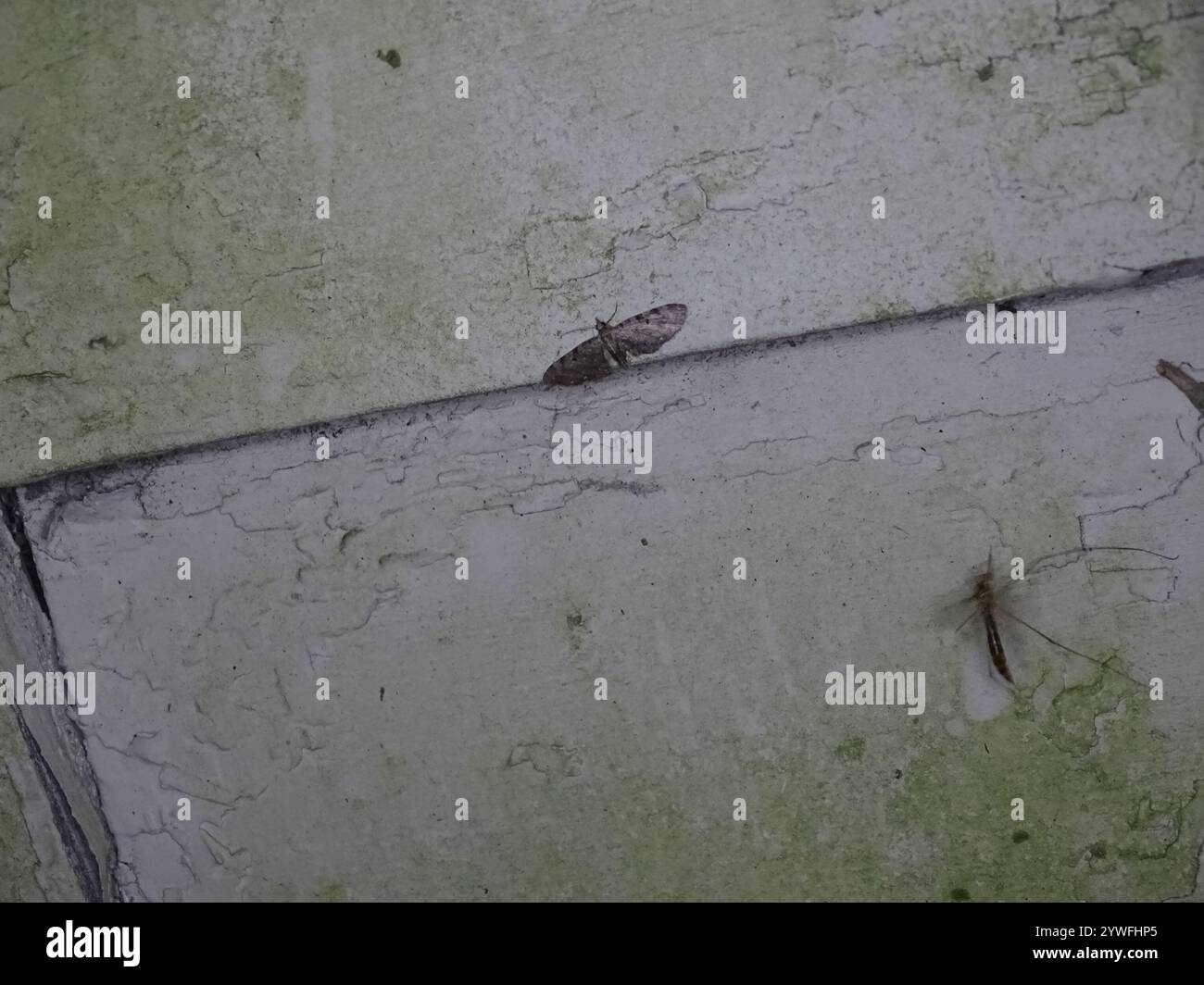 Common Eupithecia Moth (Eupithecia miserulata Stock Photo - Alamy