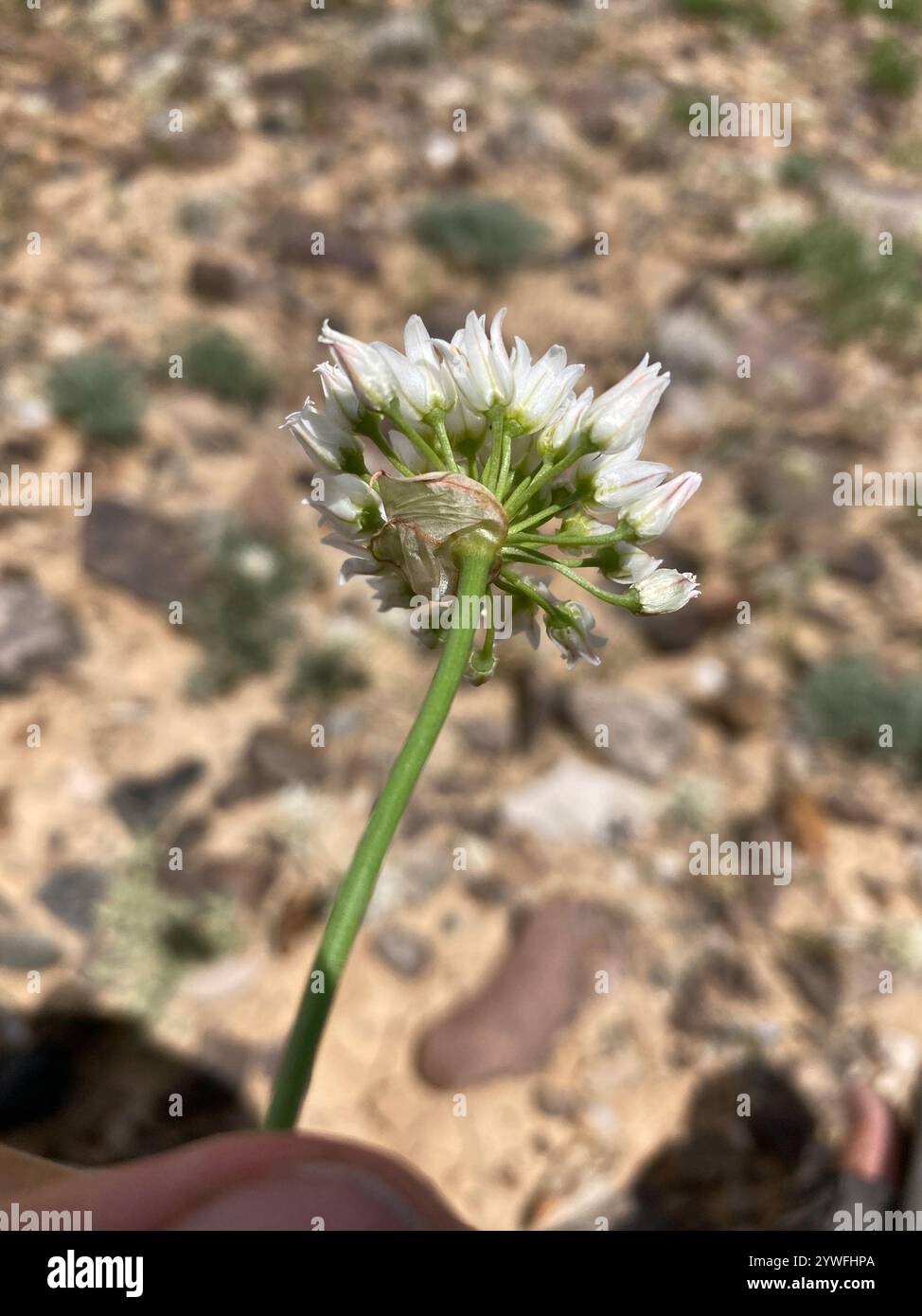 Textile onion (Allium textile Stock Photo - Alamy