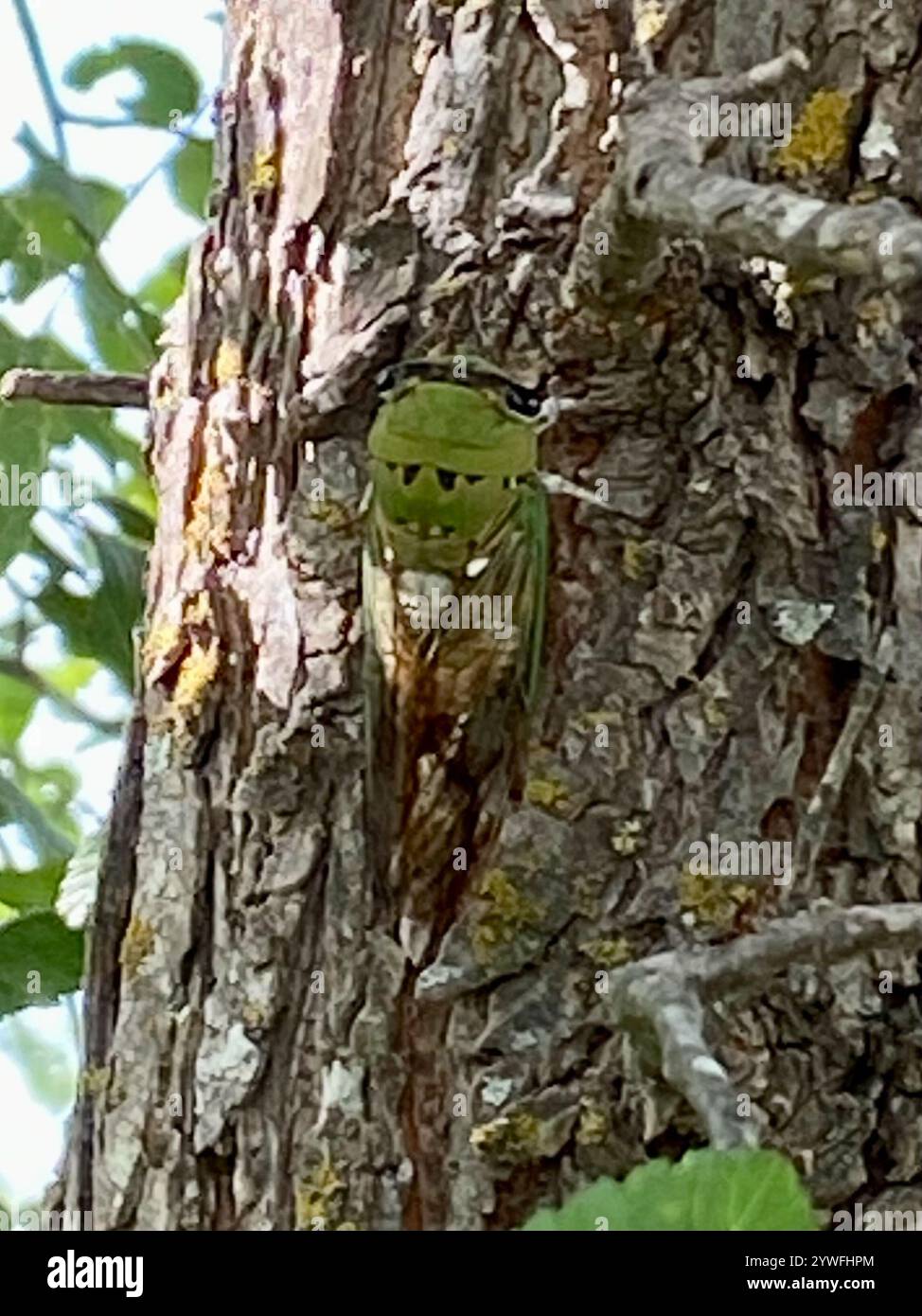 Superb Dog-day Cicada (Neotibicen superbus Stock Photo - Alamy