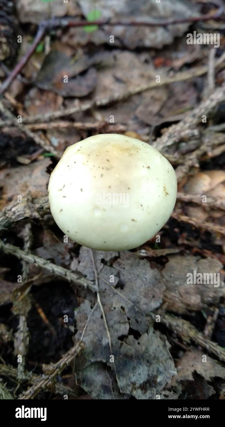 False Death-cap (Amanita citrina Stock Photo - Alamy