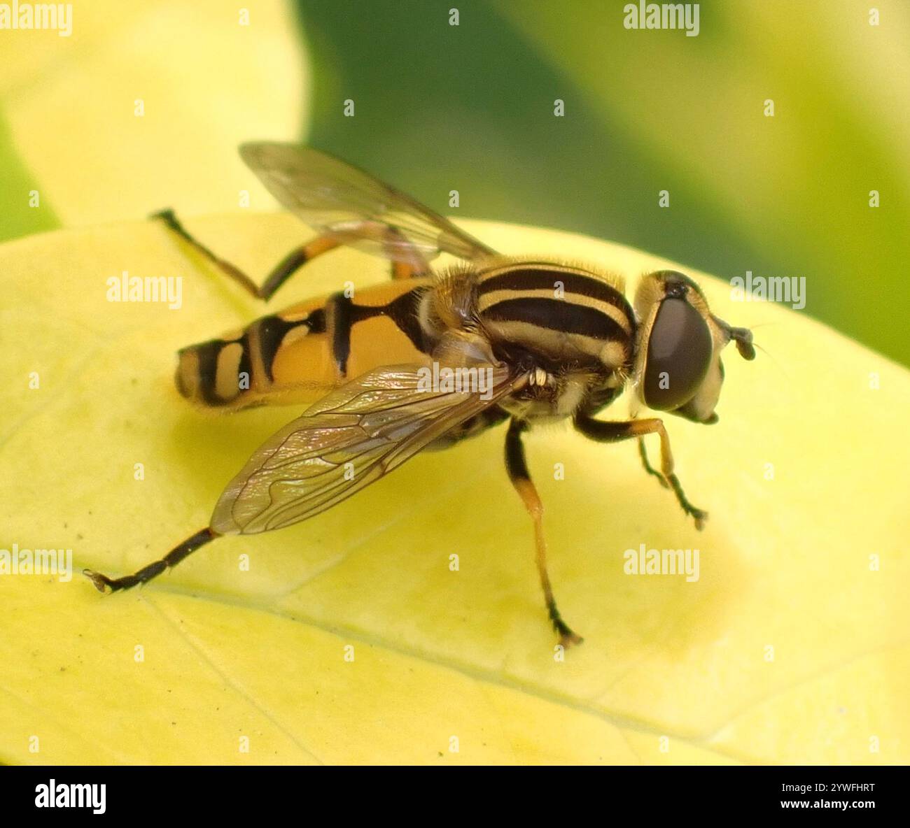 Sun Fly (Helophilus pendulus Stock Photo - Alamy
