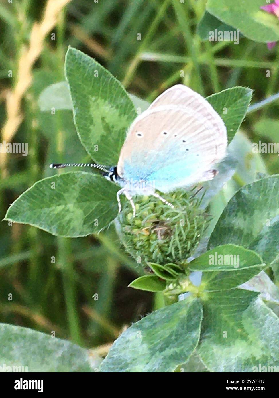 Green-underside Blue (Glaucopsyche alexis Stock Photo - Alamy