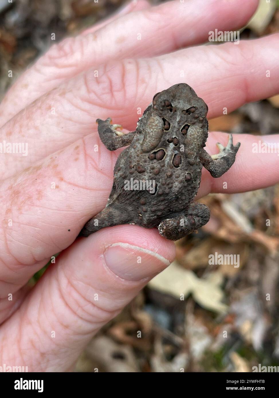 American Toad (Anaxyrus americanus Stock Photo - Alamy