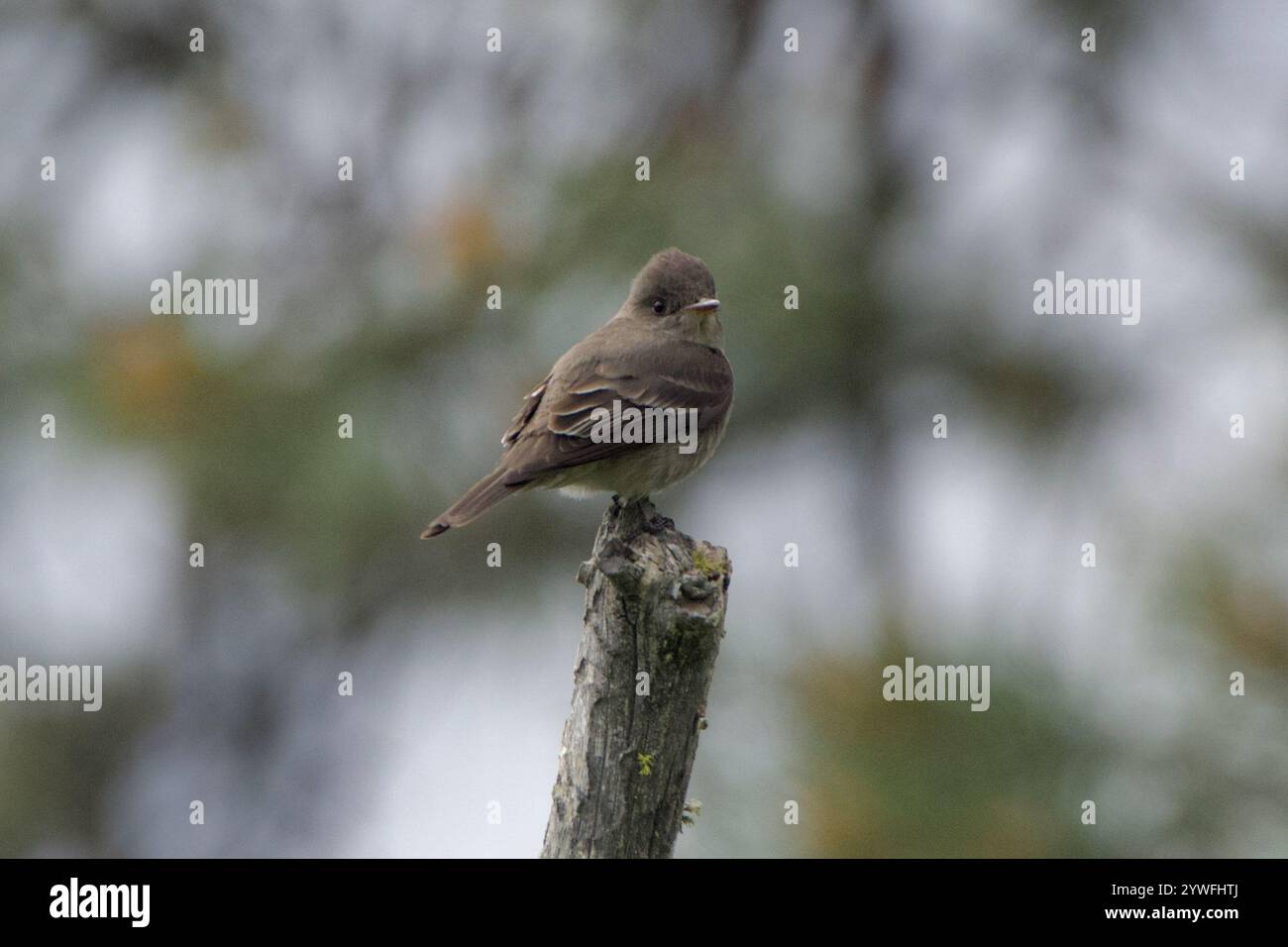 Western Wood-Pewee (Contopus sordidulus Stock Photo - Alamy
