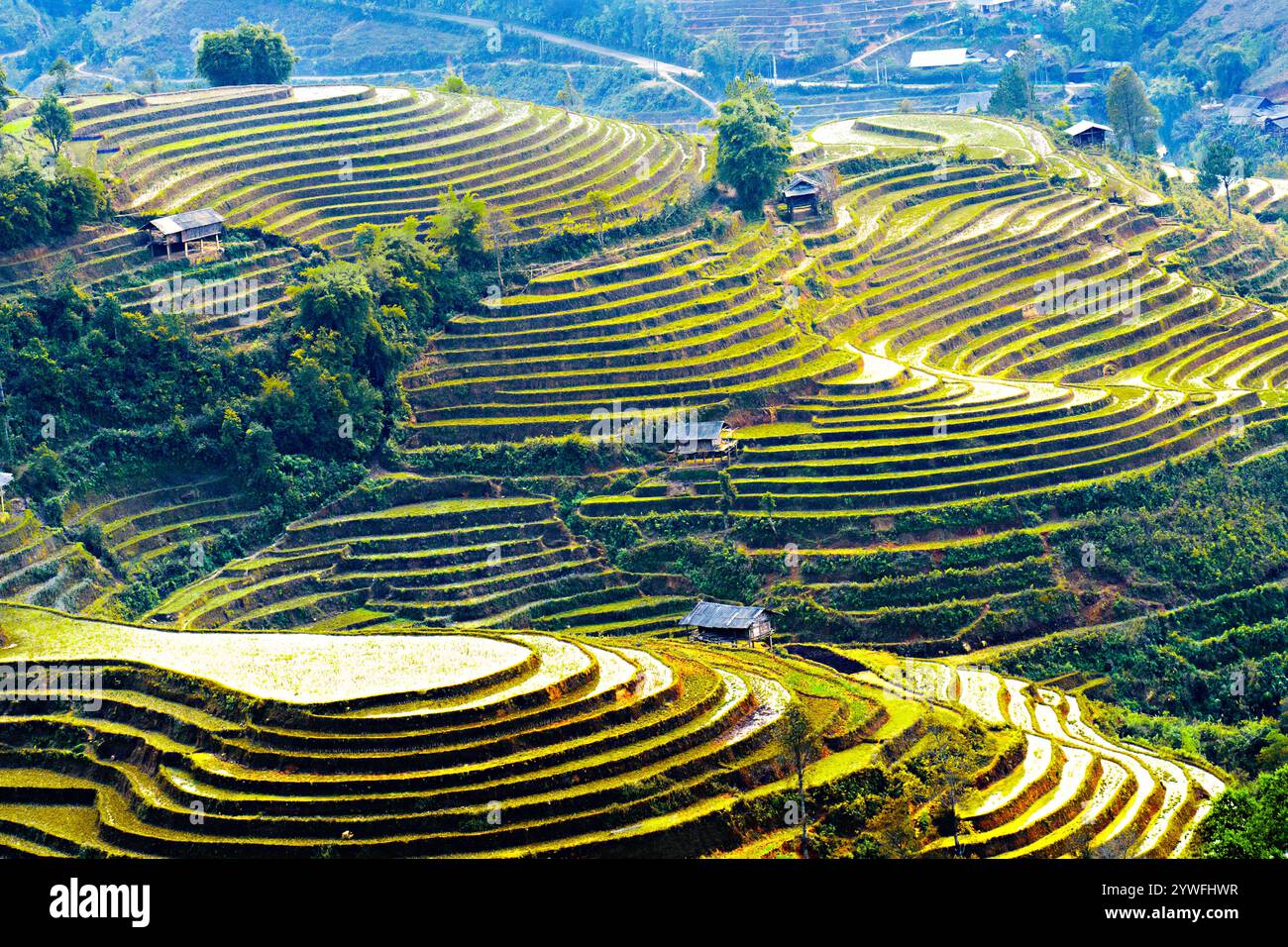 Rices terraces in Sapa, Vietnam Stock Photo - Alamy