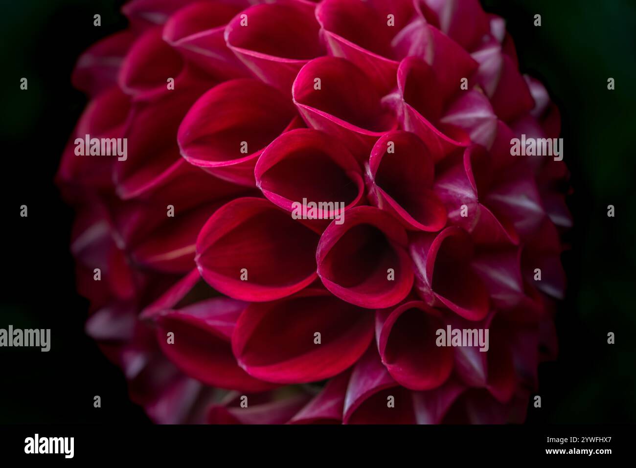 Blooms intricate structure hi-res stock photography and images - Alamy