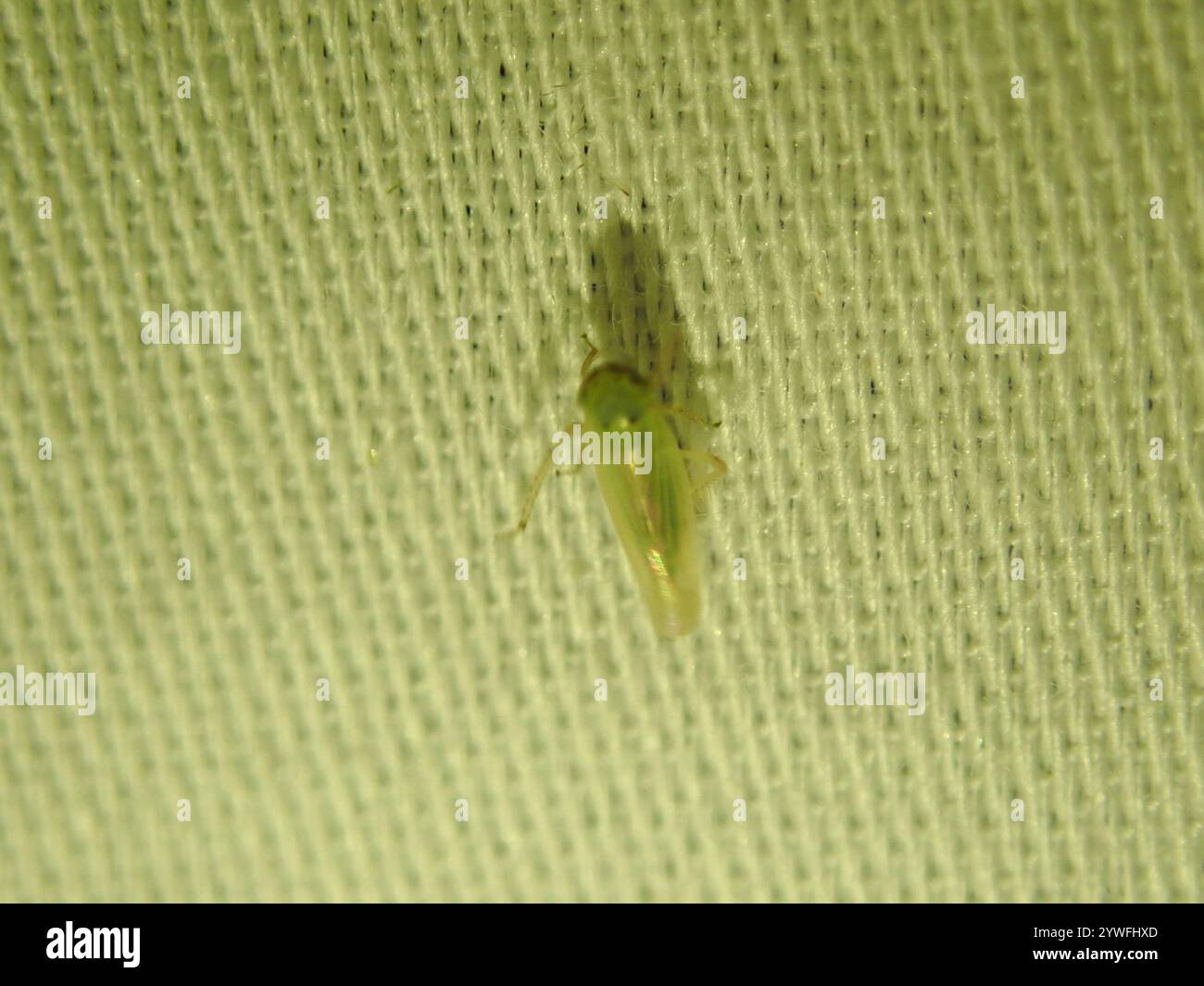 Typical Leafhoppers (Cicadellidae Stock Photo - Alamy