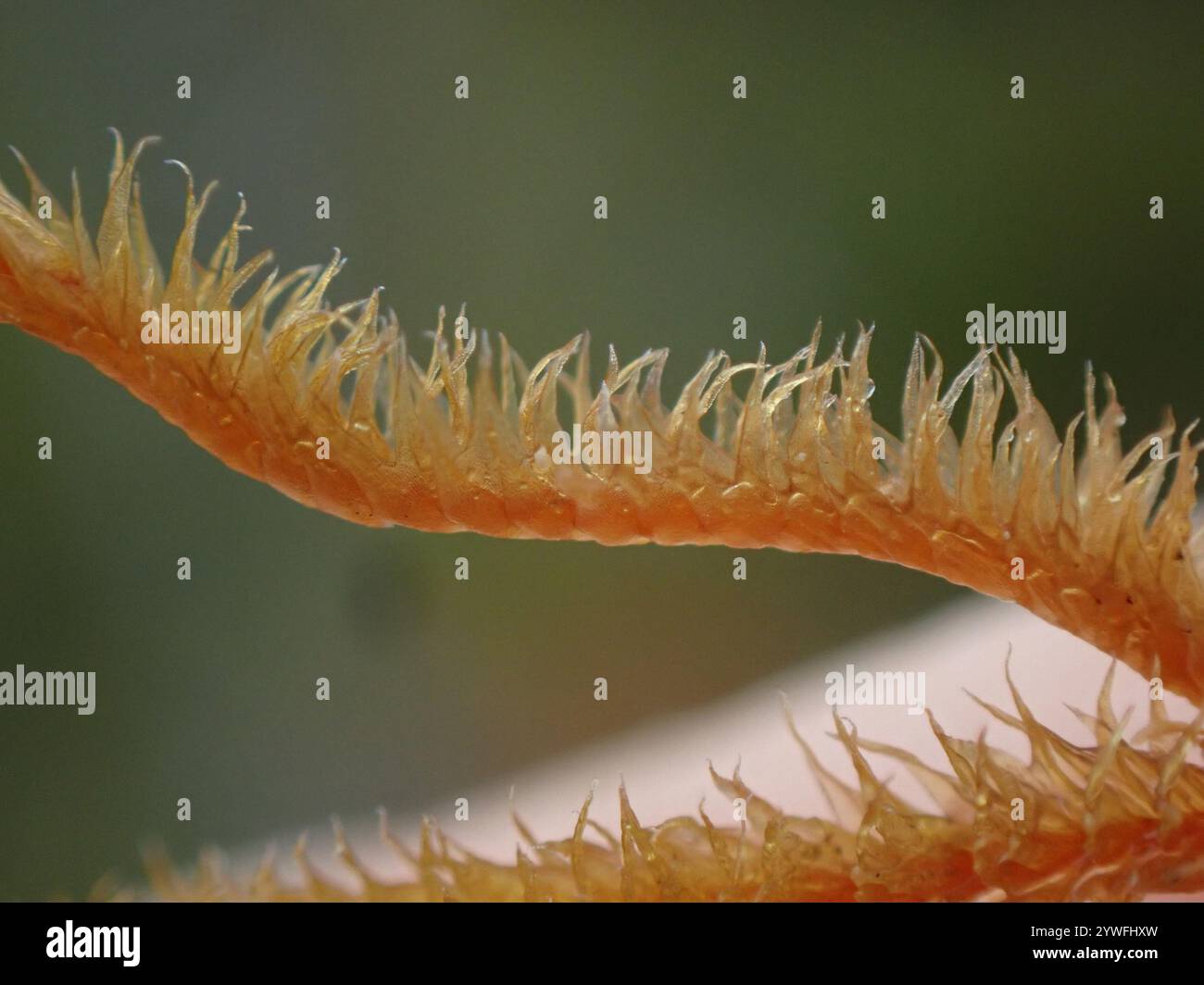 Pacific Scissor-leaved Liverwort (Herbertus dicranus Stock Photo - Alamy
