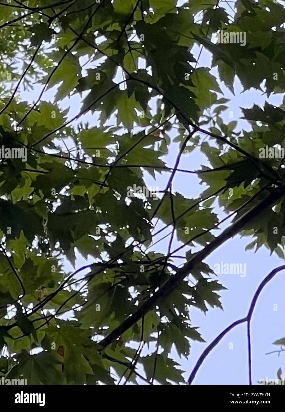 silver maple (Acer saccharinum Stock Photo - Alamy