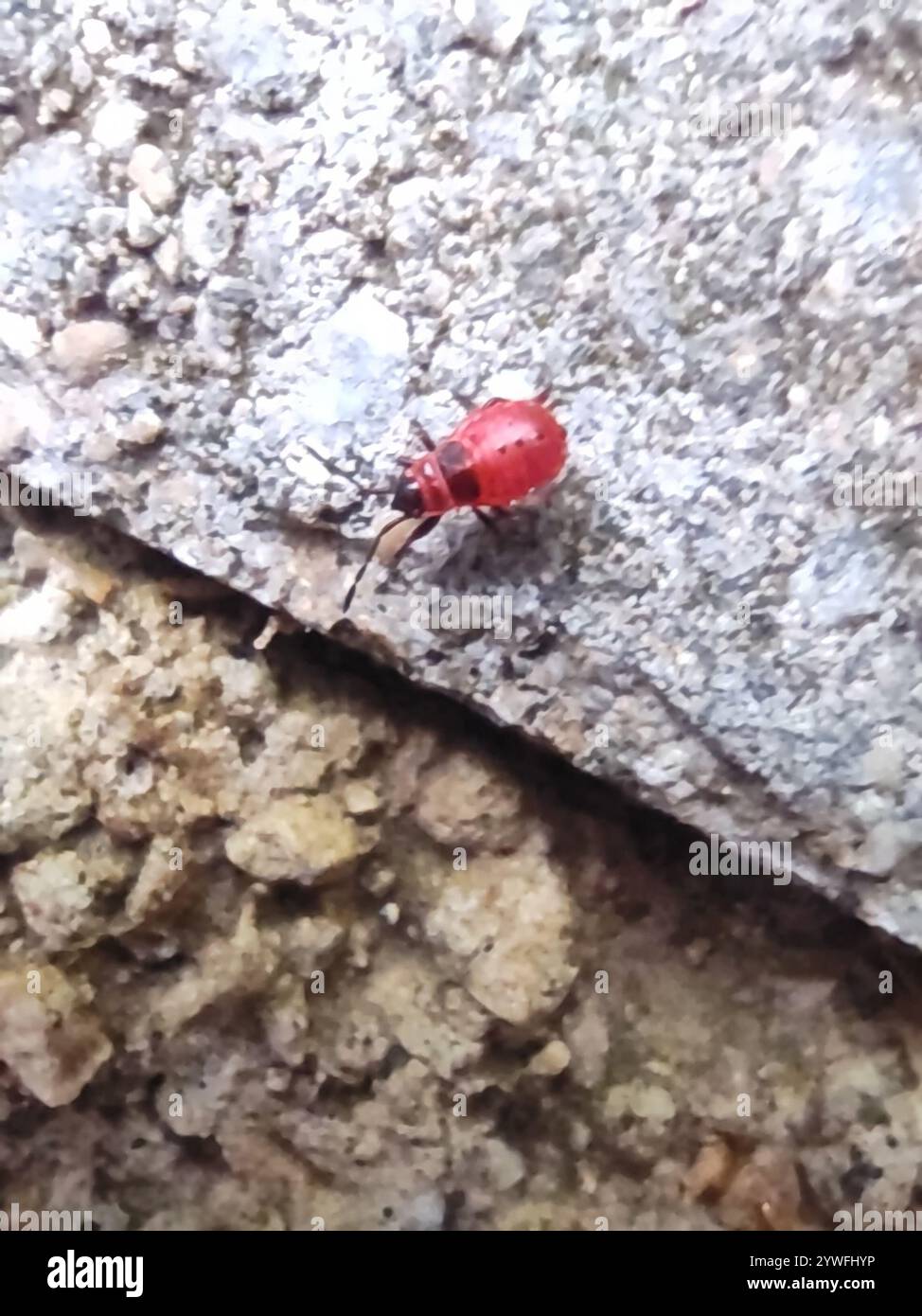 European Firebug (Pyrrhocoris apterus Stock Photo - Alamy