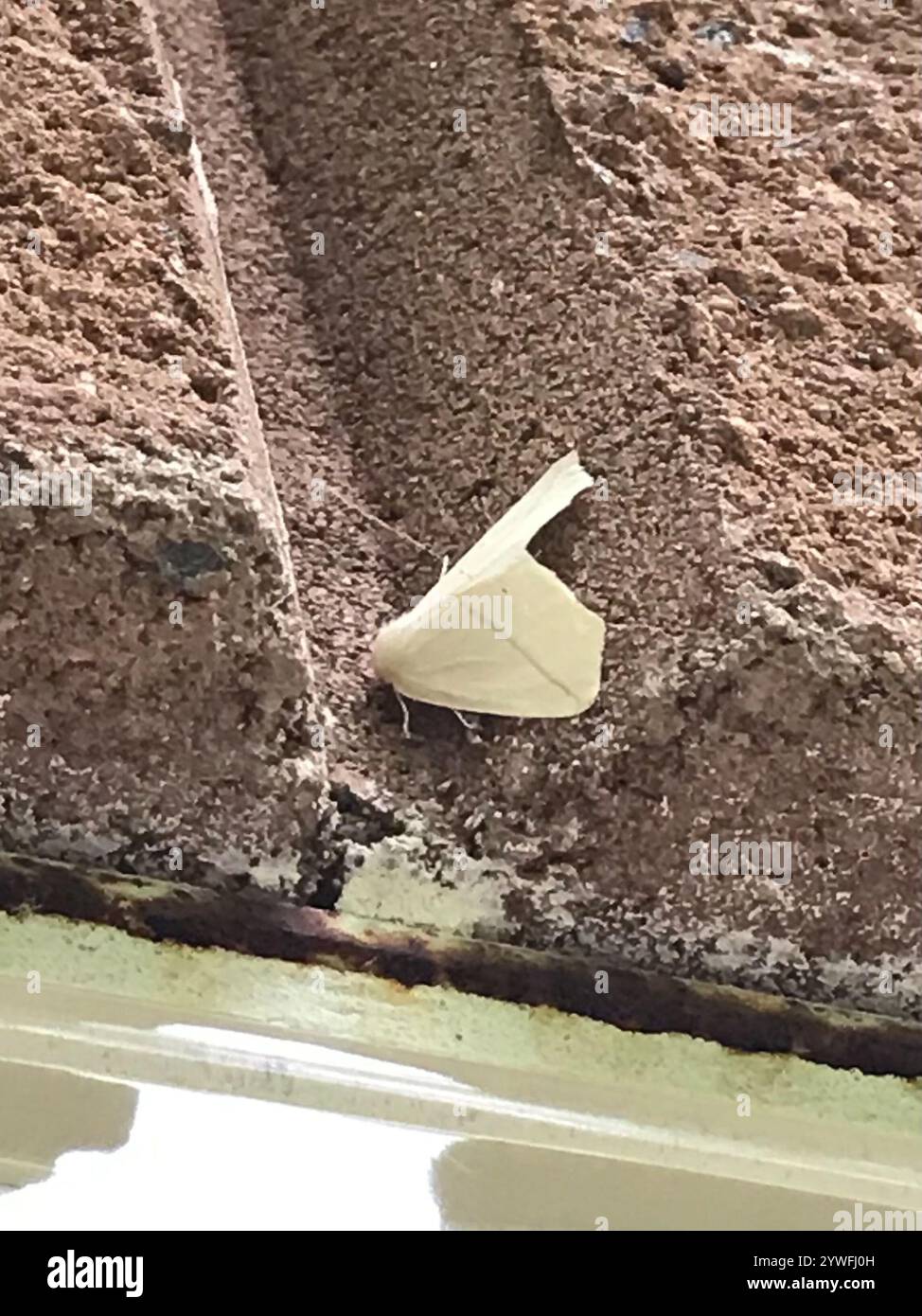 White Slant-line (Tetracis cachexiata Stock Photo - Alamy