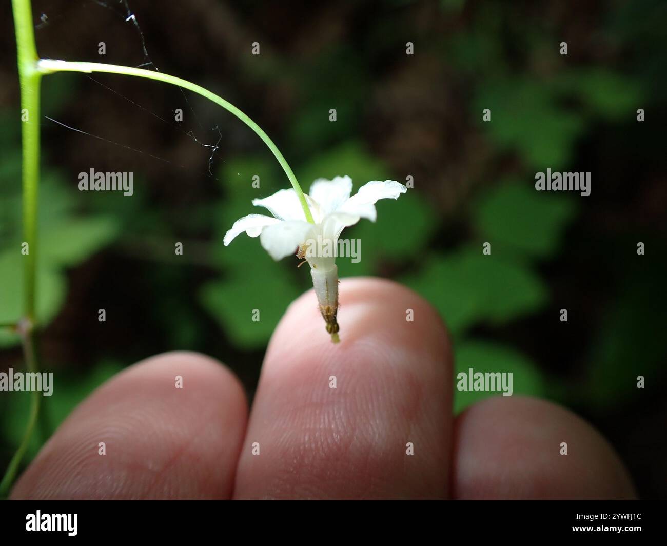 White Inside-out Flower (Vancouveria hexandra Stock Photo - Alamy