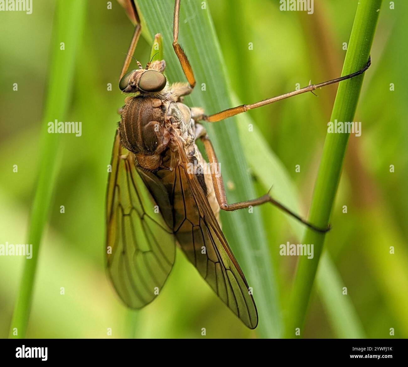 Rhagio tringarius hi-res stock photography and images - Alamy