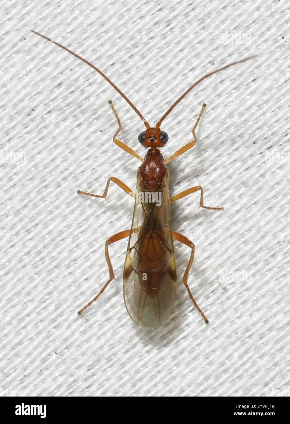 Braconid Wasps (Braconidae Stock Photo - Alamy