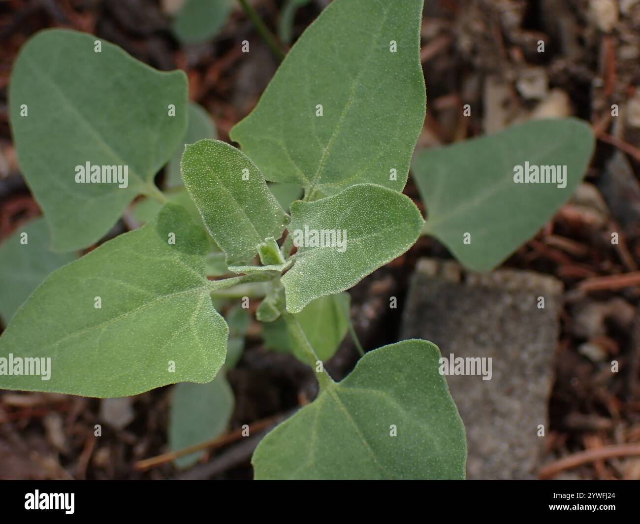 Common Lambsquarters (Chenopodium album Stock Photo - Alamy
