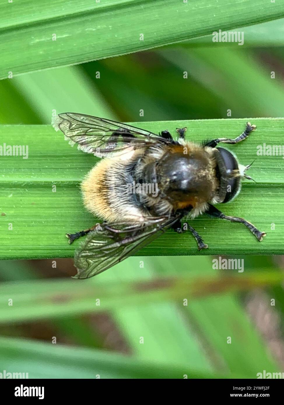 Narcissus Bulb Fly (Merodon equestris Stock Photo - Alamy