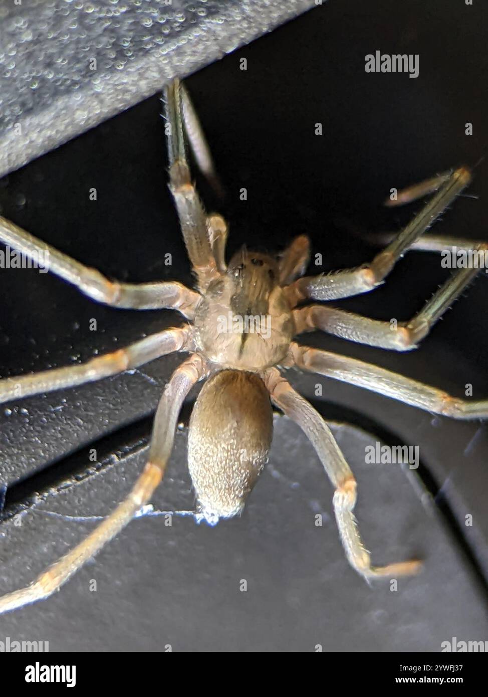 Brown Recluse (Loxosceles reclusa Stock Photo - Alamy