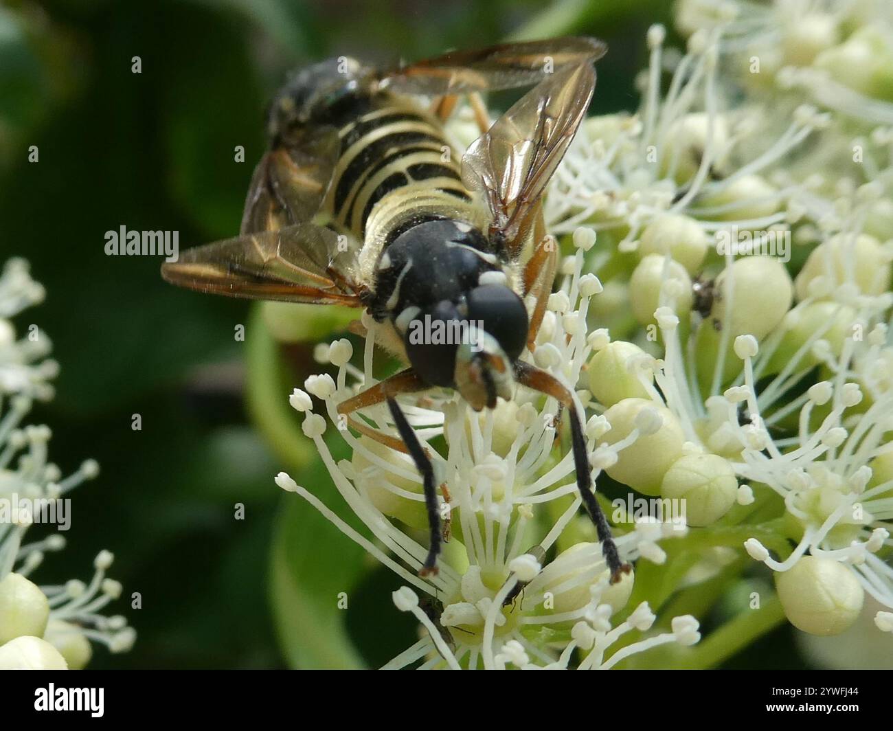 Excentrica hi-res stock photography and images - Alamy