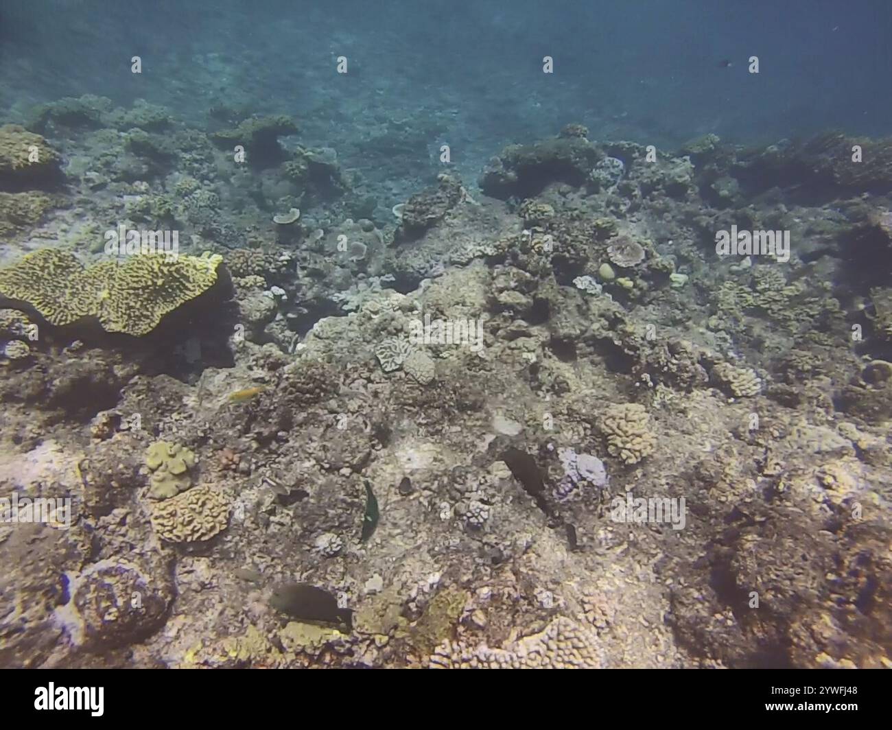 Surgeonfishes, Tangs, and Unicornfishes (Acanthuridae Stock Photo - Alamy