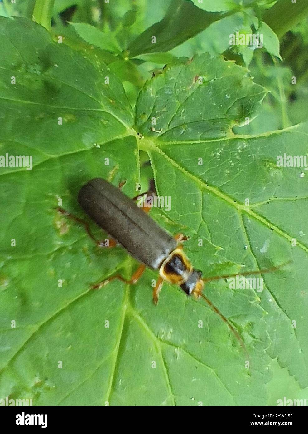 Grey sailor beetle hi-res stock photography and images - Alamy