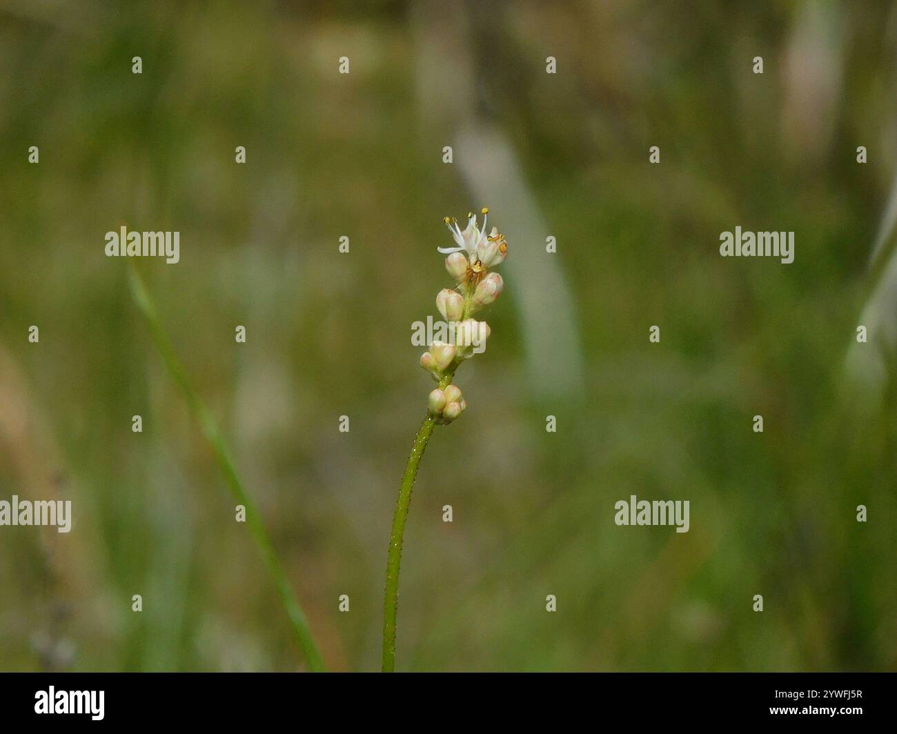 Sticky False Asphodel (Triantha glutinosa Stock Photo - Alamy