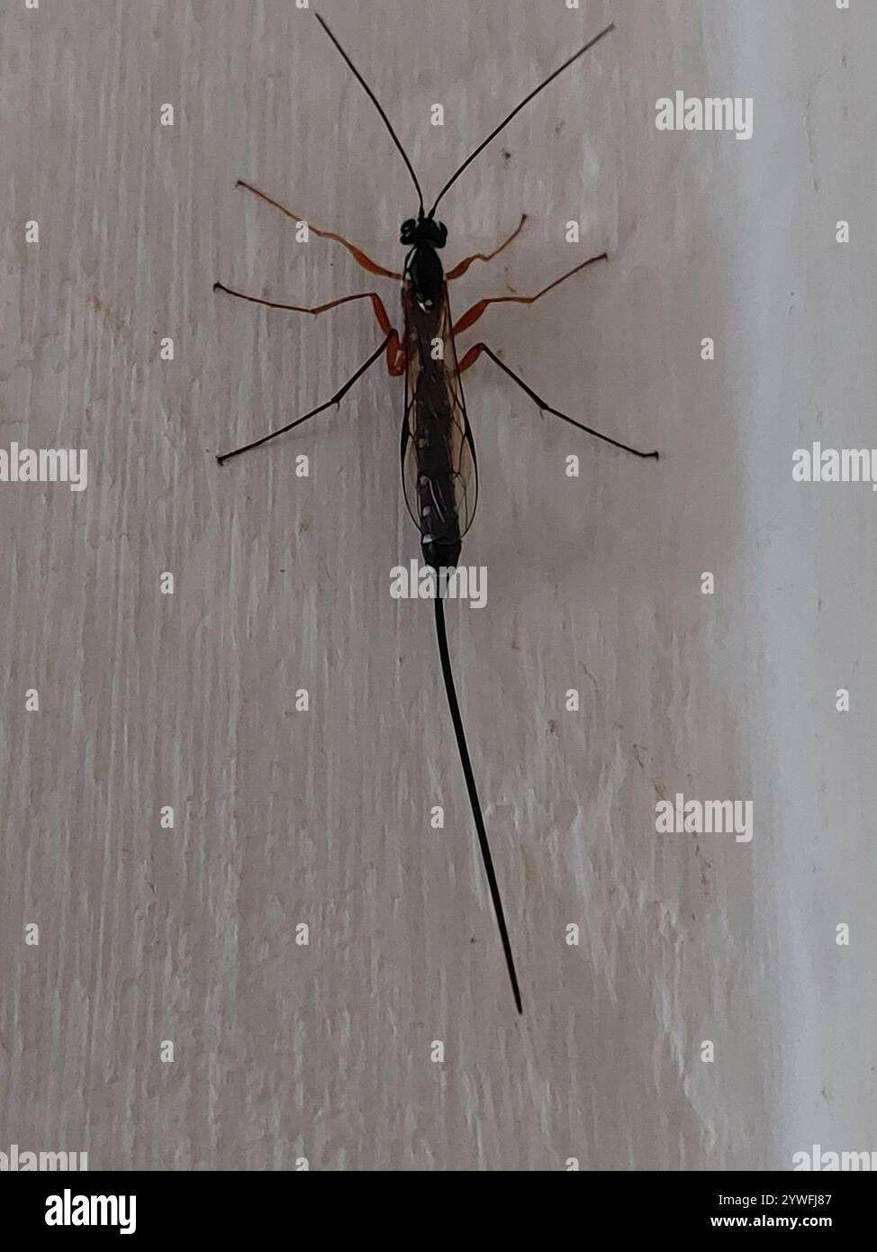 Sabre wasp rhyssa persuasoria hi-res stock photography and images - Alamy