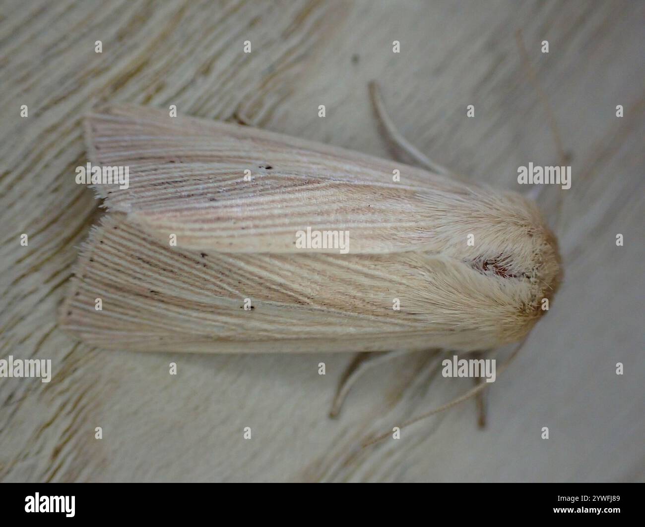 Common Wainscot (Mythimna pallens Stock Photo - Alamy