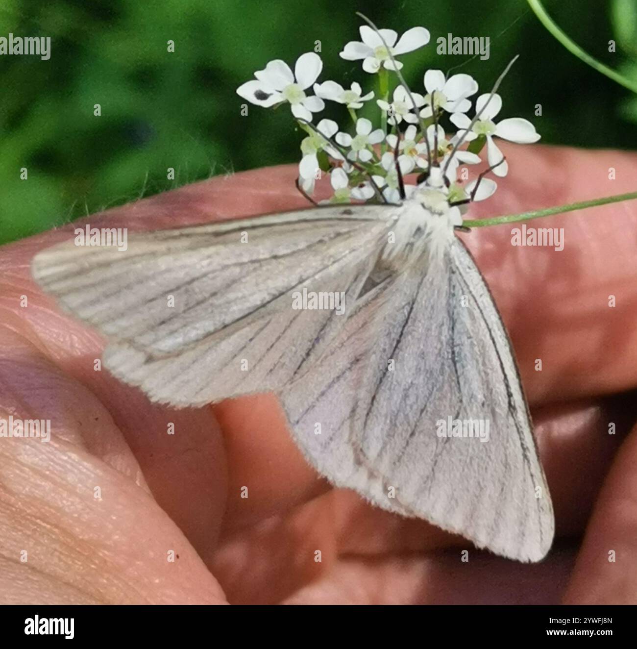 Black-veined Moth (Siona lineata Stock Photo - Alamy