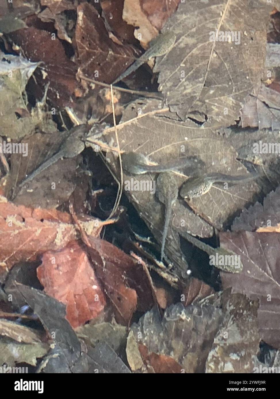 Pond Frogs (Rana Stock Photo - Alamy