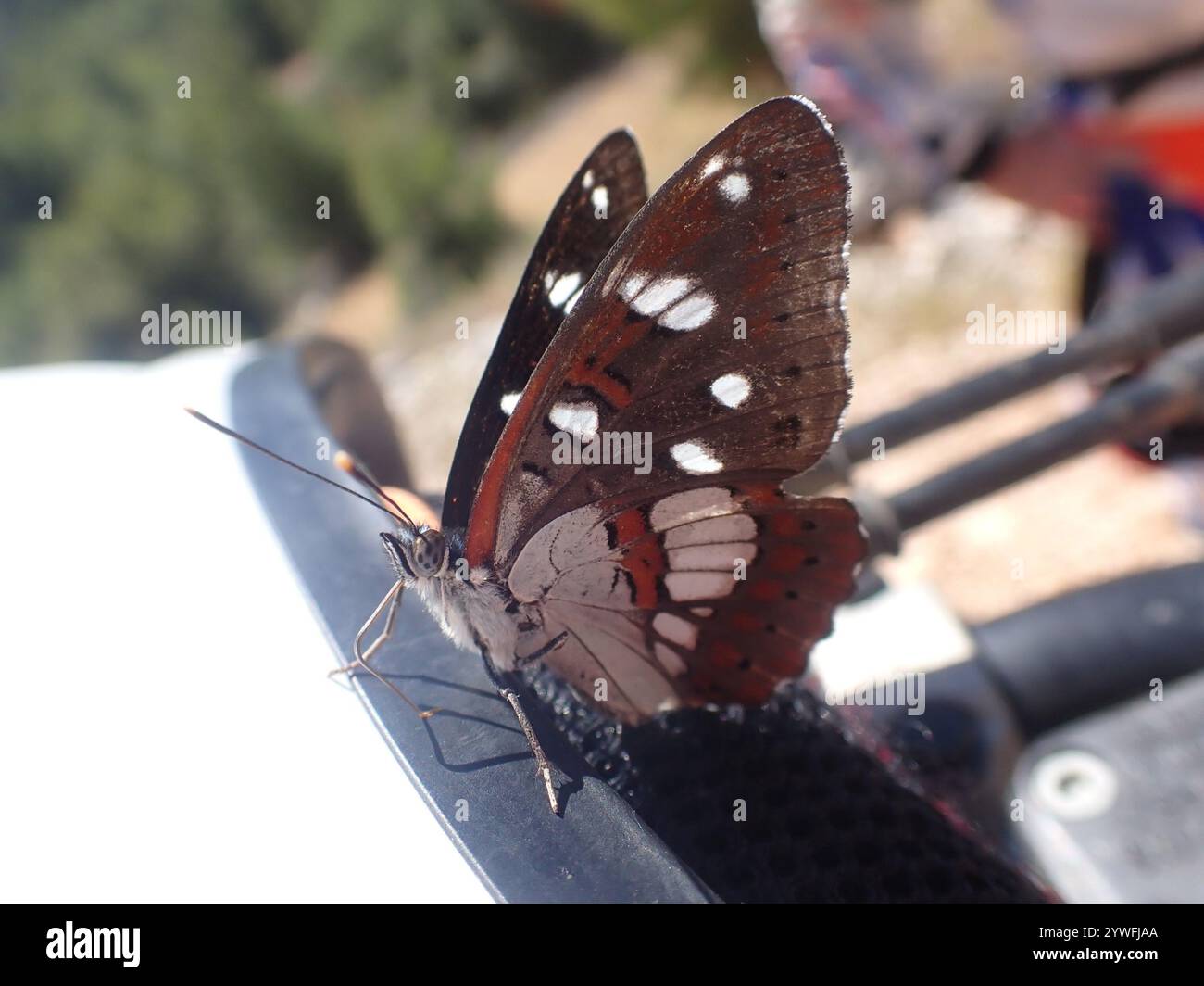Southern White Admiral (Limenitis reducta Stock Photo - Alamy