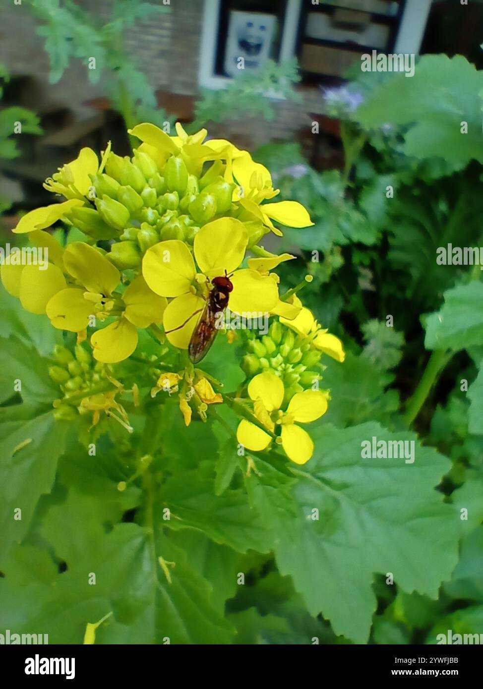 Typical Hover Flies (Syrphinae Stock Photo - Alamy