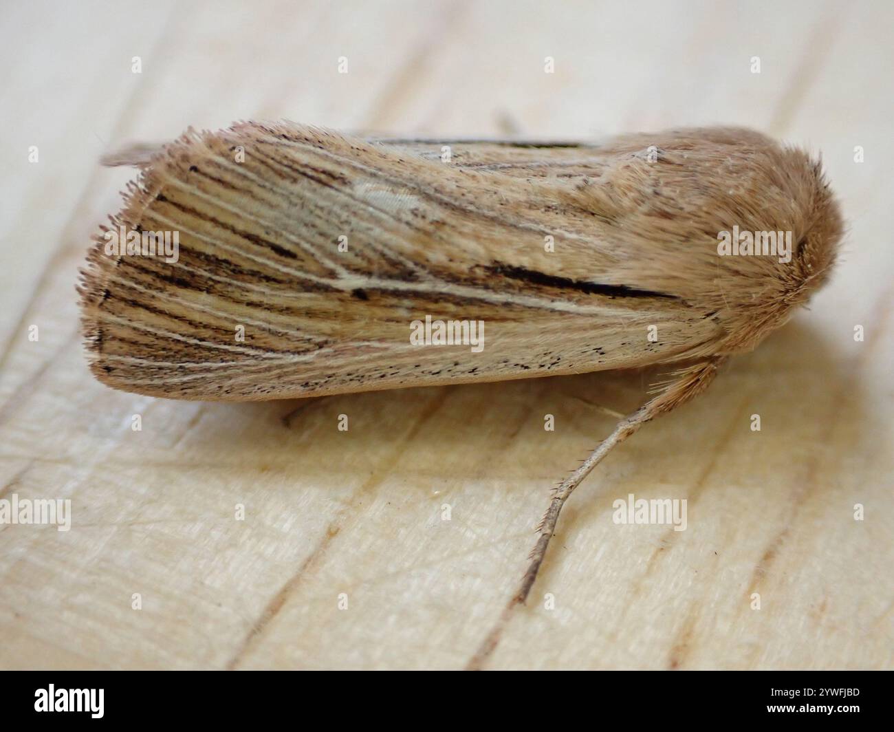 Shoulder-striped Wainscot (Leucania comma Stock Photo - Alamy
