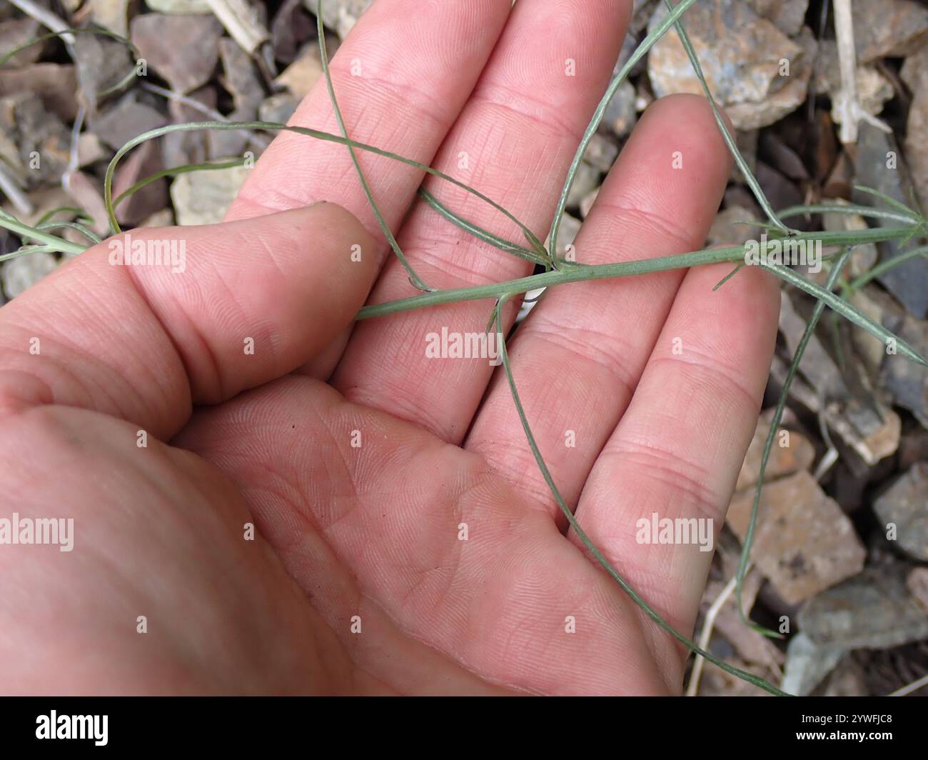 Slender Hawksbeard (Crepis atribarba Stock Photo - Alamy