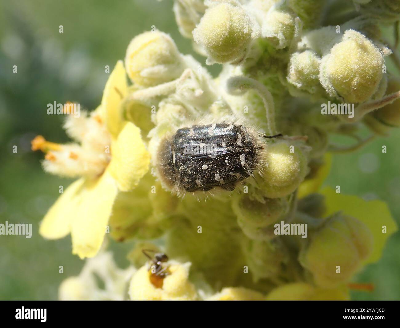 Apple Blossom Beetle (Tropinota hirta Stock Photo - Alamy